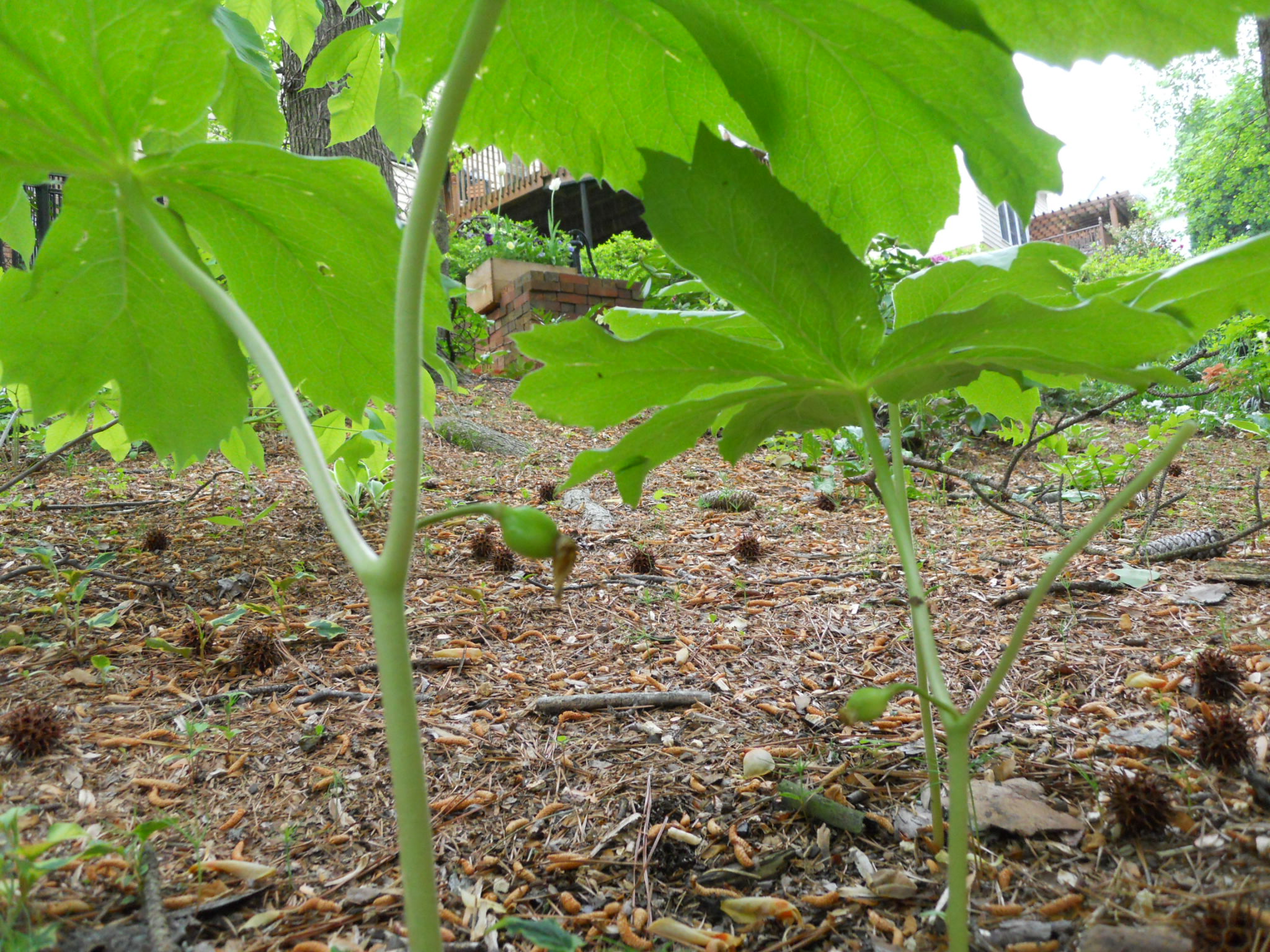 Mayapple | My Cherokee Garden