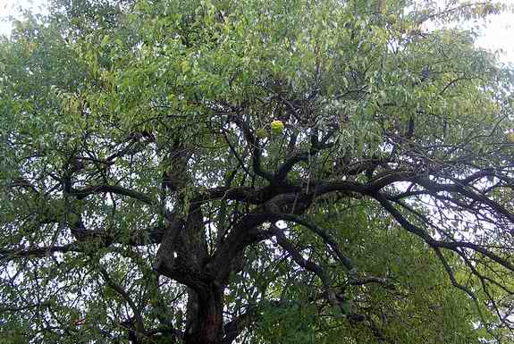 Osage Orange Tree | My Cherokee Garden