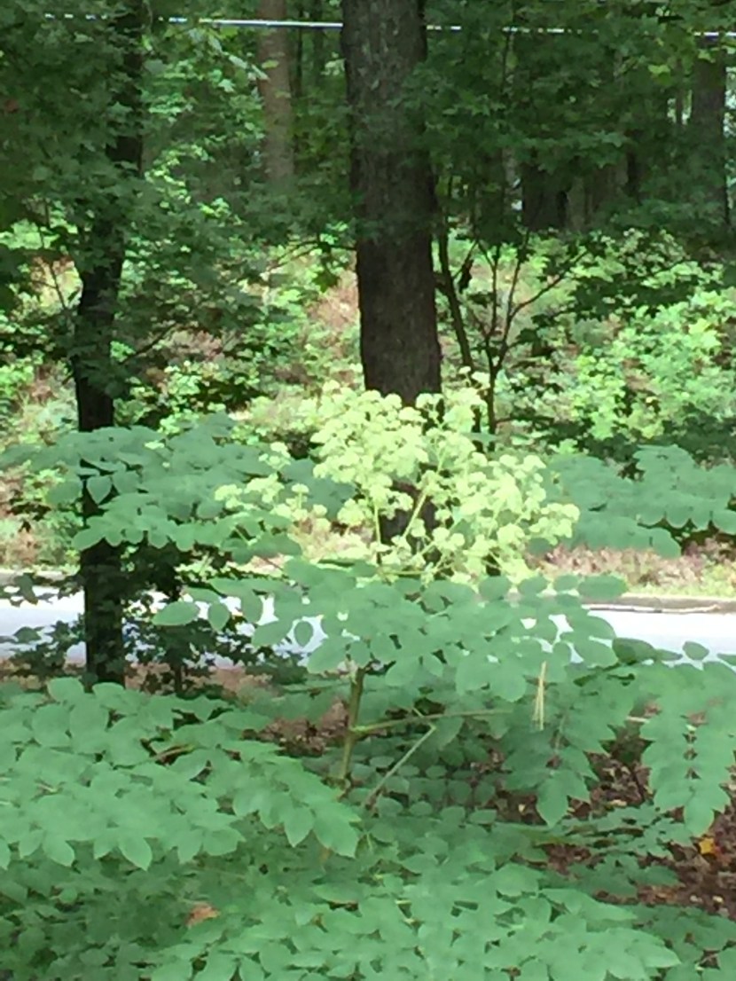 Devil’s Walking Stick (Aralia spinosa) | My Cherokee Garden