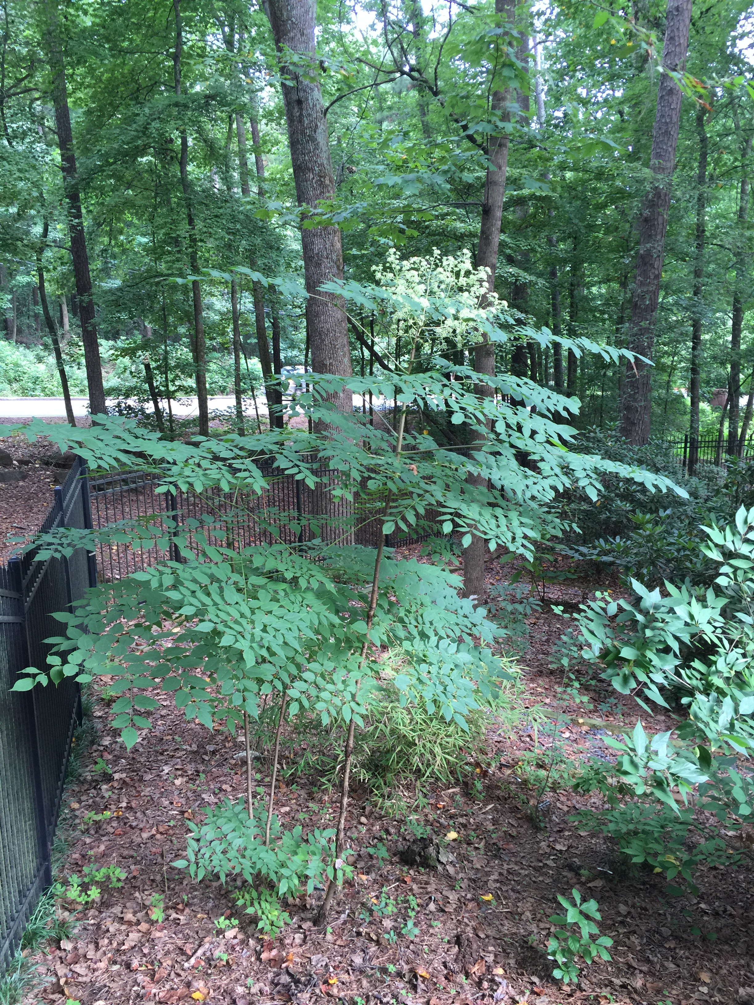 Devil’s Walking Stick (Aralia spinosa) | My Cherokee Garden