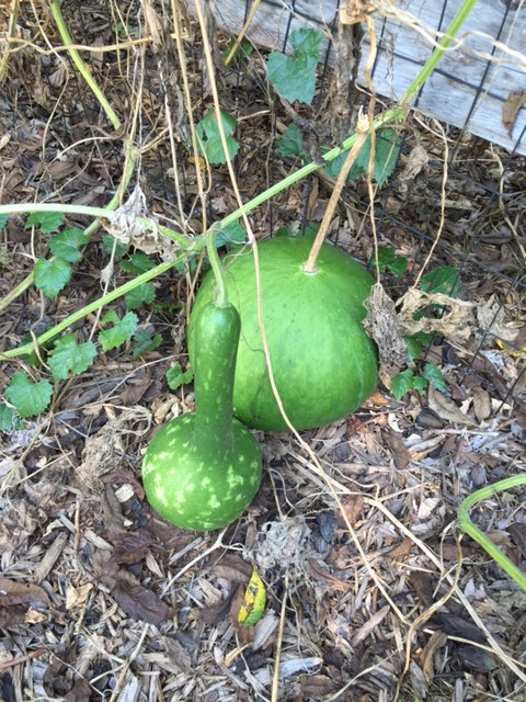 Native American Use Of Gourds What Is A Native American Gourd Rattle?