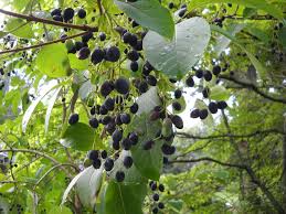 Grancy Gray Beard (Chionanthus virginicus) | My Cherokee Garden