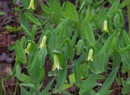 Uvularia Perfoliata