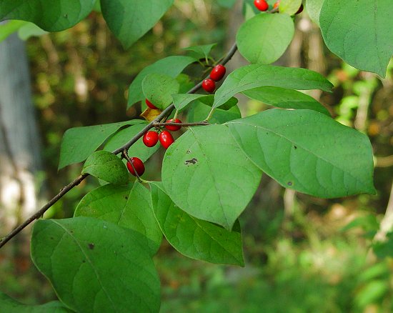 Northern Spice Bush (Lindera benzoin) | My Cherokee Garden