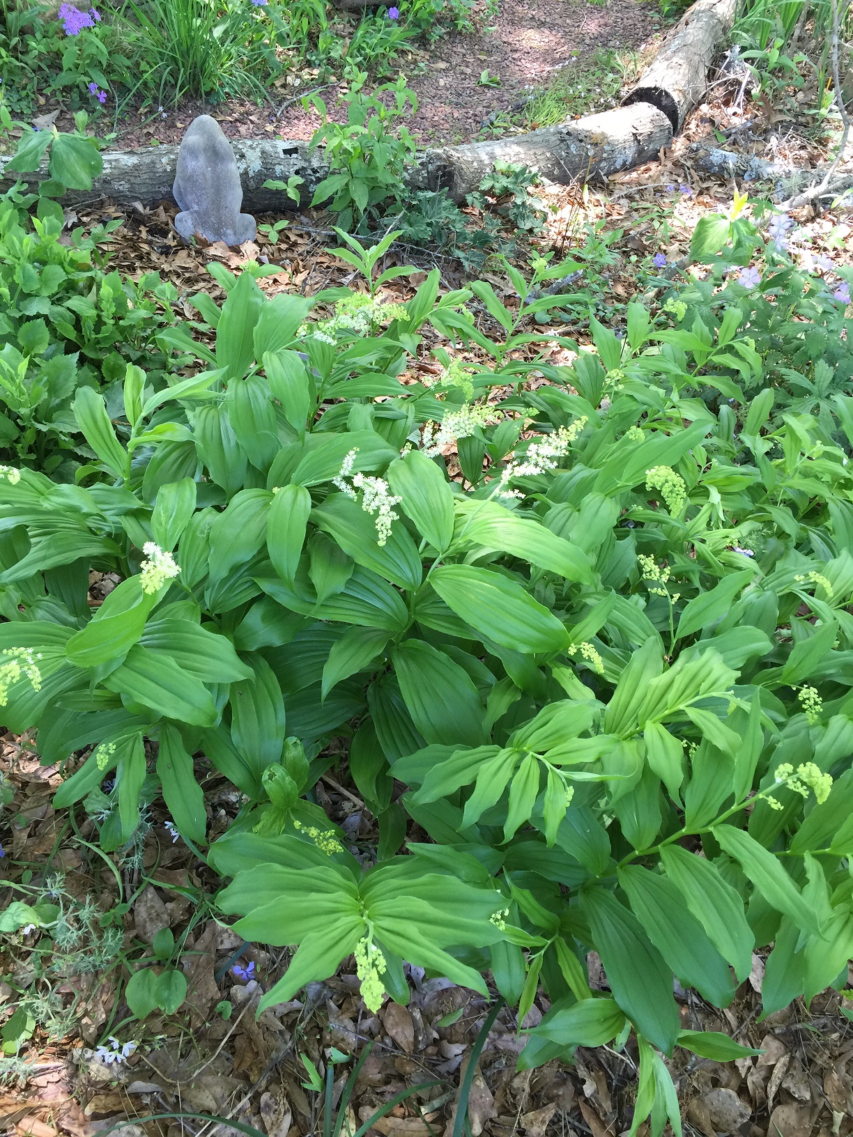 False Solomon Seal Plant