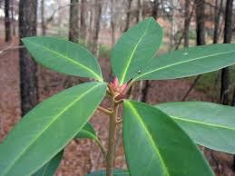 Florida Anise ( Illicium floridanum) | My Cherokee Garden