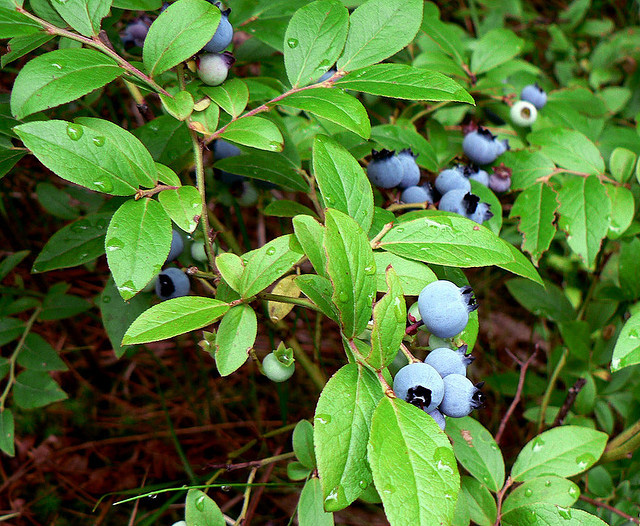 Blueberry (Vaccinium pallidum) | My Cherokee Garden